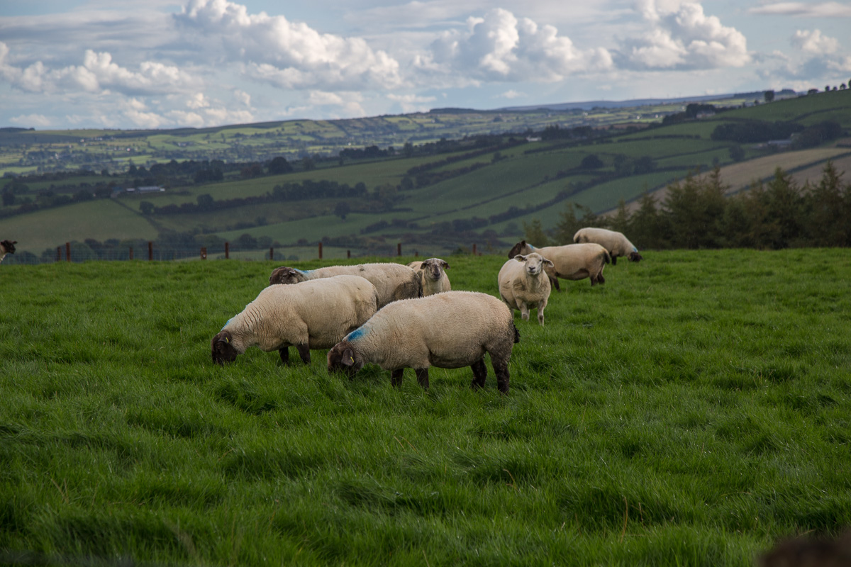 donegal-sheep - Travel to Thin Places: mind, body, spirit tours