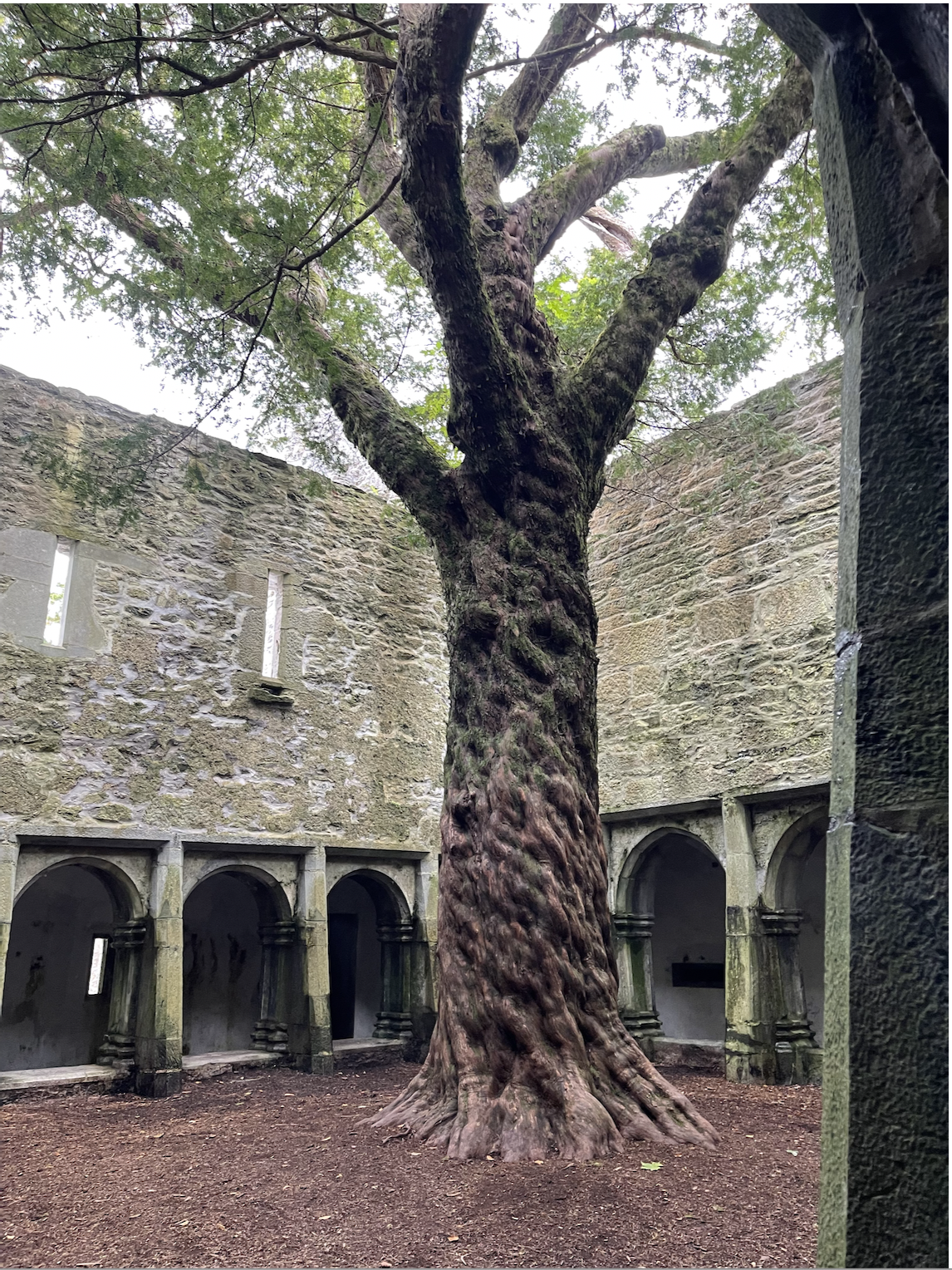 Muckross Abbey and its Ancient Yew Tree - Killarney